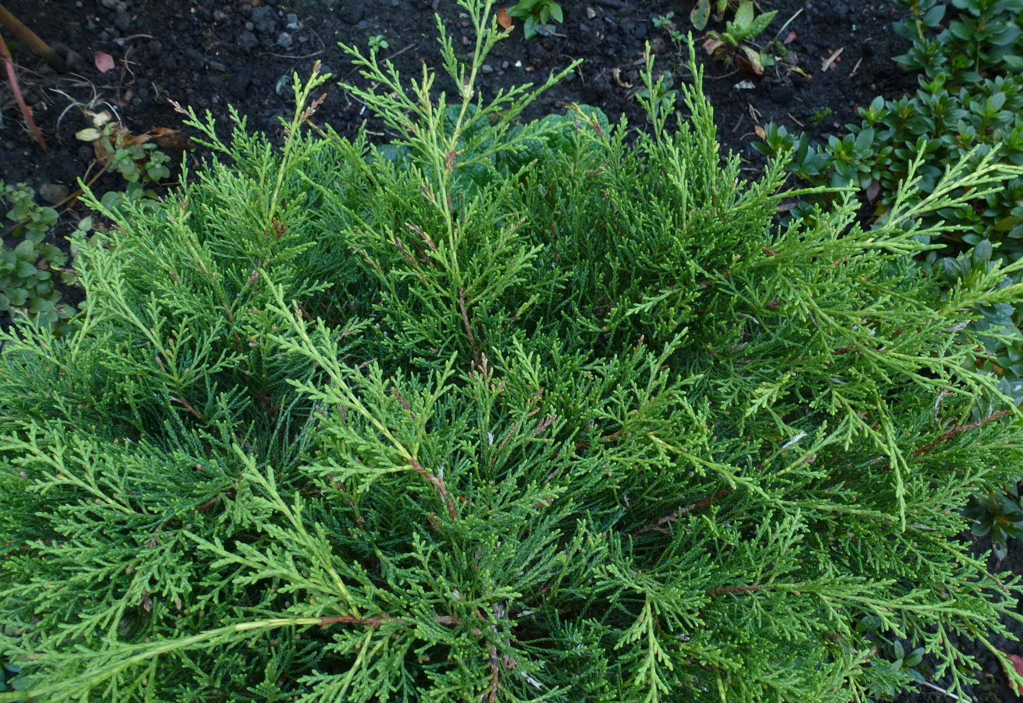 Cumberland False Rosemary – Planting Outside In Atlanta | Walter Reeves ...