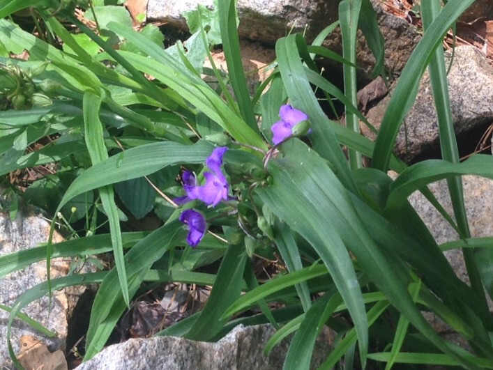 Trinity plant?? | Walter Reeves: The Georgia Gardener