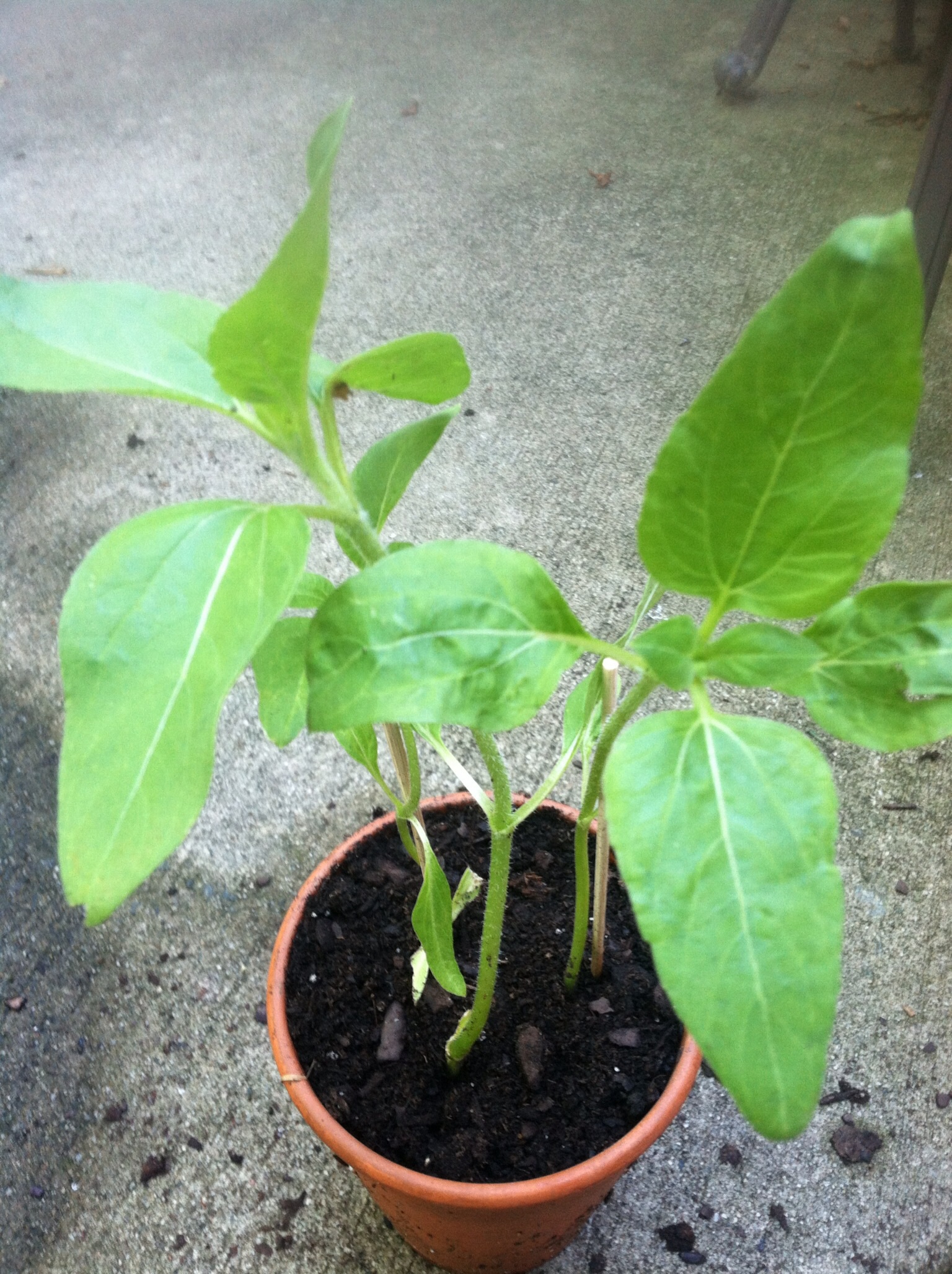 Fuzzy stem | Walter Reeves: The Georgia Gardener