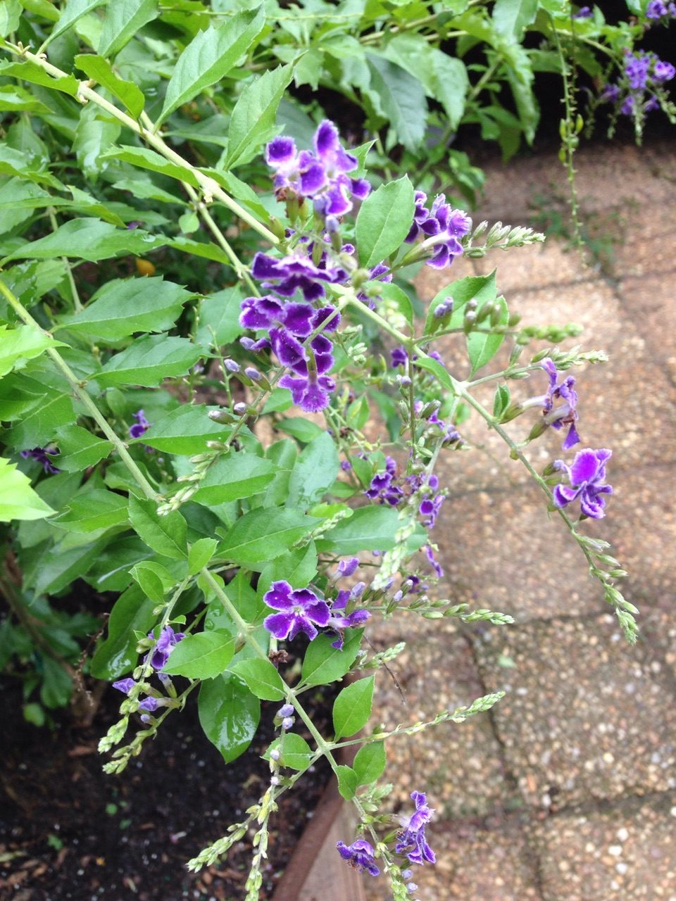 Purple flower | Walter Reeves: The Georgia Gardener