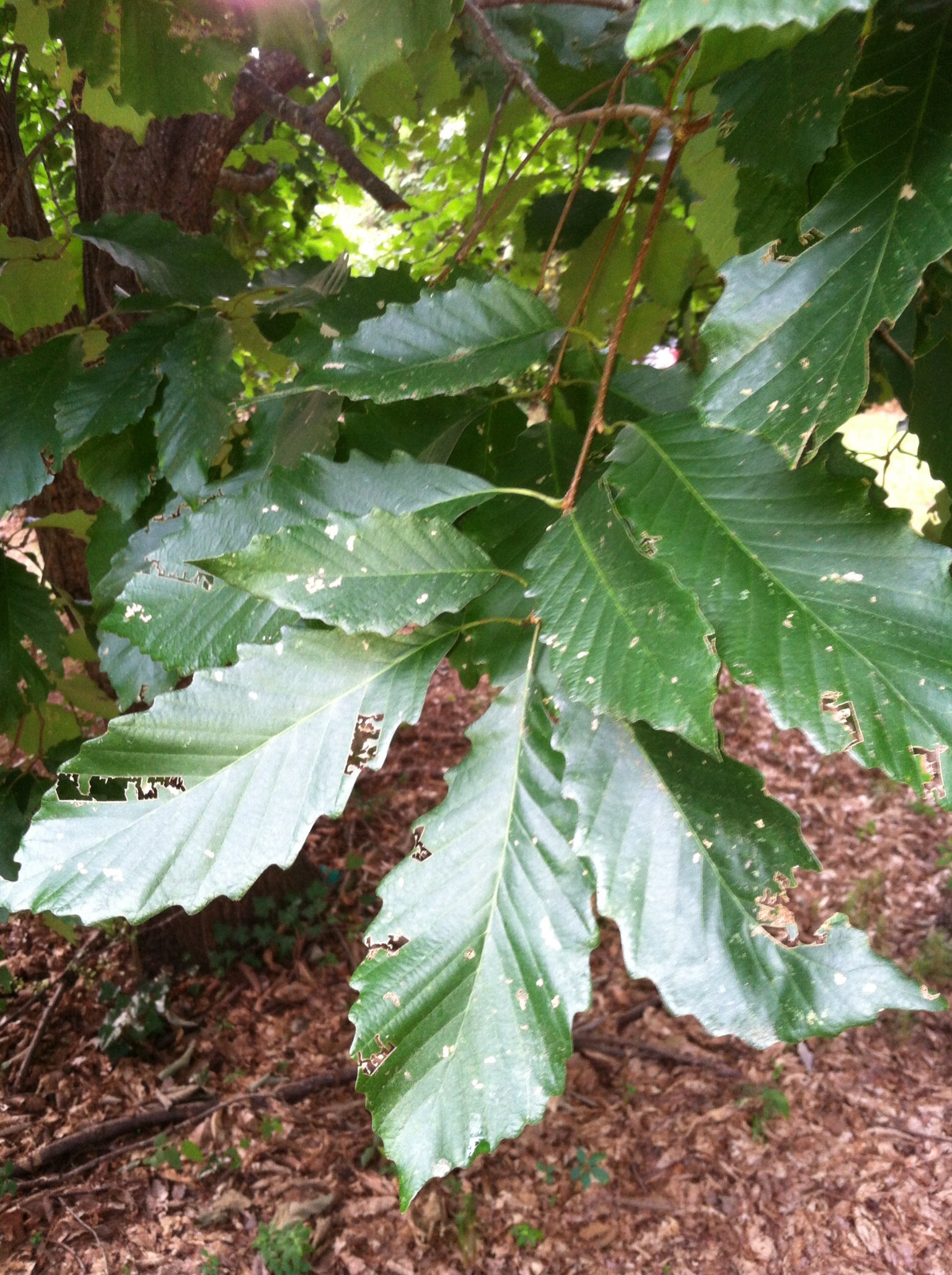 Large tree with scallop-edged leaves | Walter Reeves: The Georgia Gardener