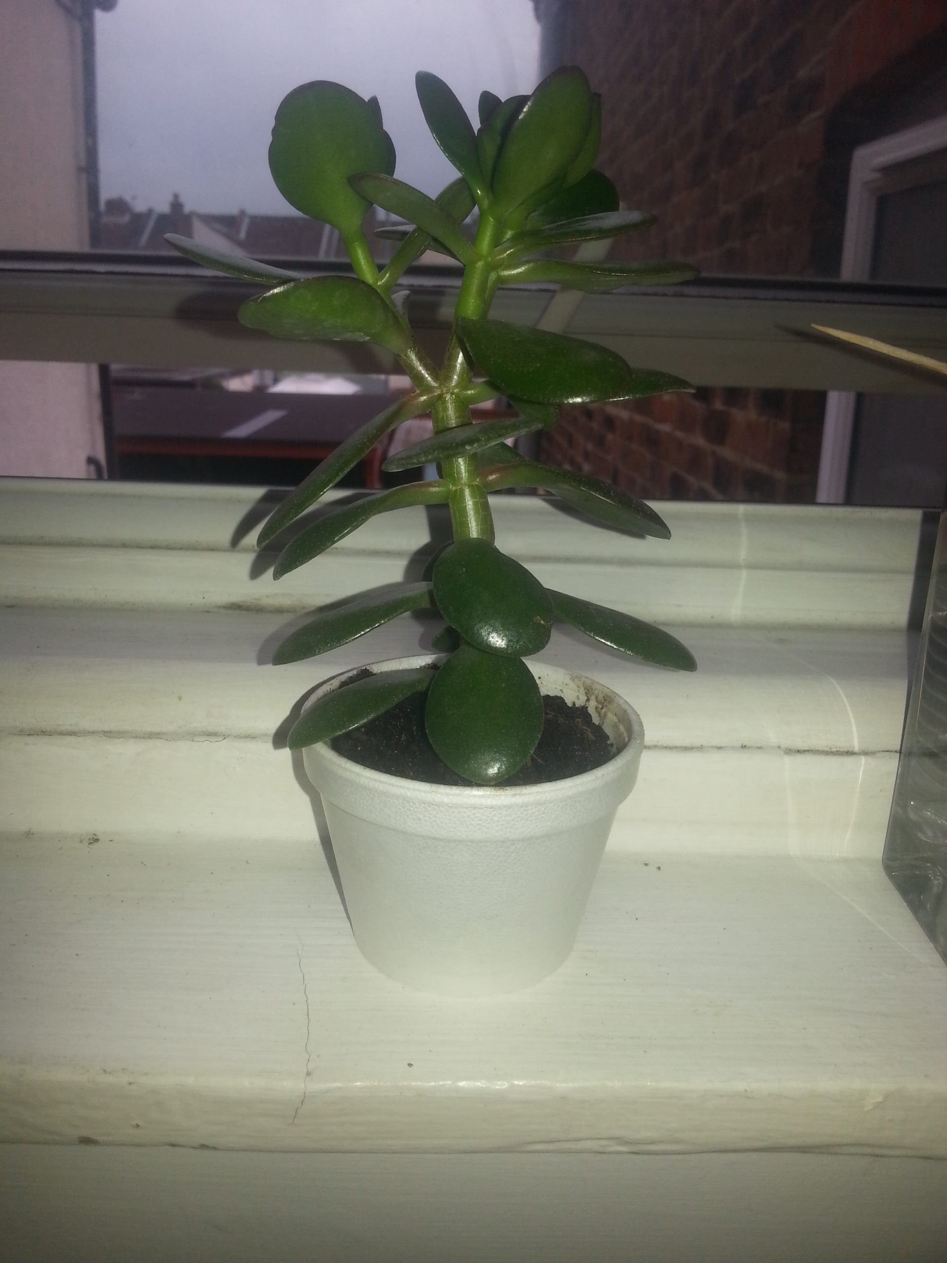 Heirloom Plant Gift | Walter Reeves: The Georgia Gardener