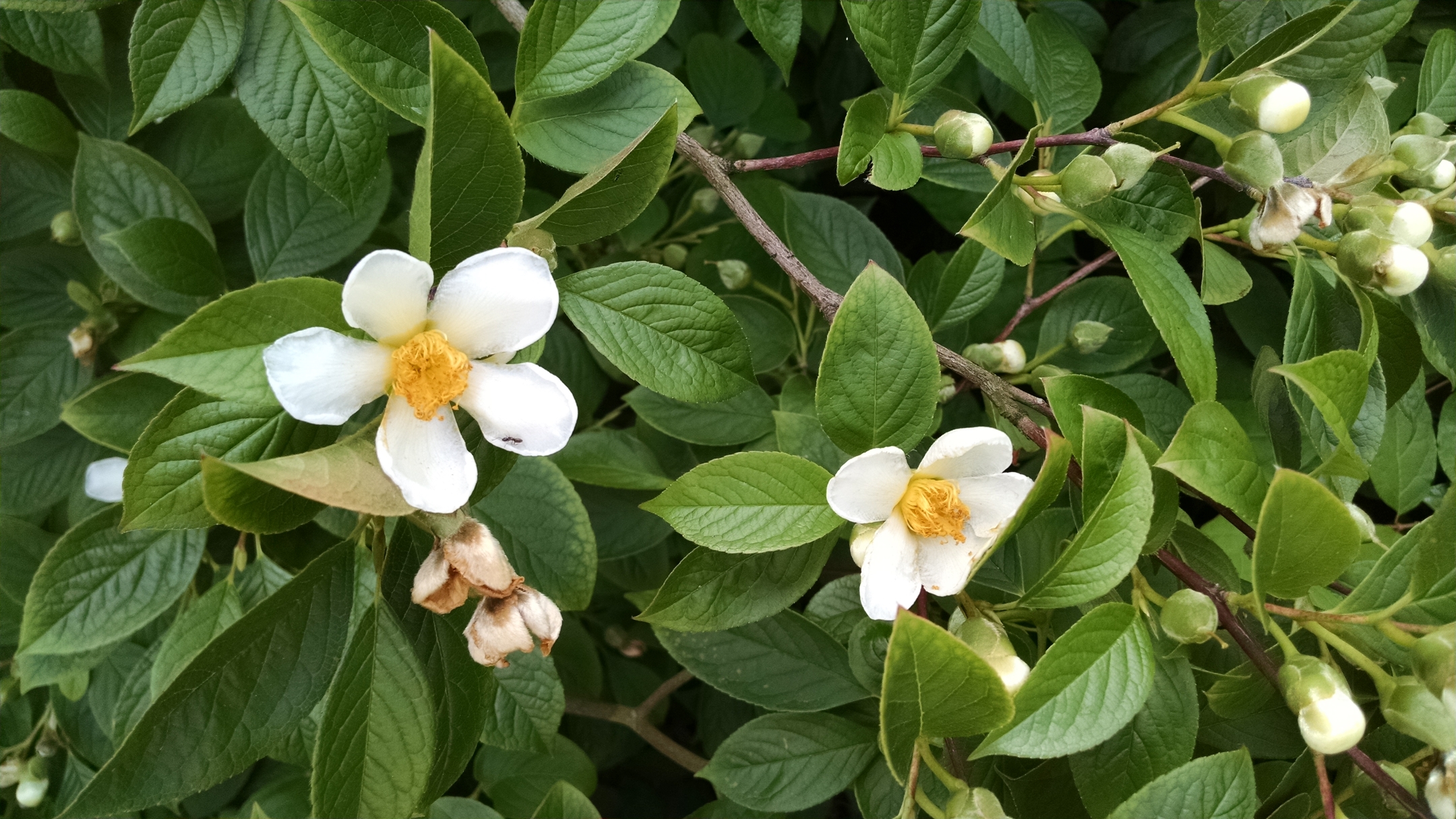 White flower woody shrub or small tree | Walter Reeves: The Georgia ...