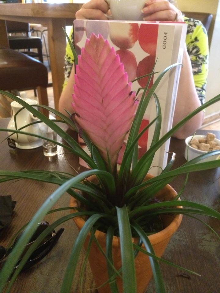 pink flower long green leaves | Walter Reeves: The Georgia Gardener