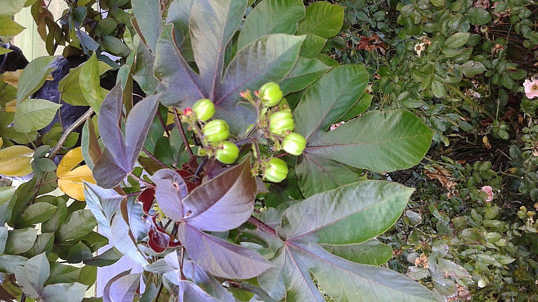 3-lobed leaves | Walter Reeves: The Georgia Gardener