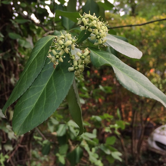 Woody vine with strange flowers | Walter Reeves: The Georgia Gardener