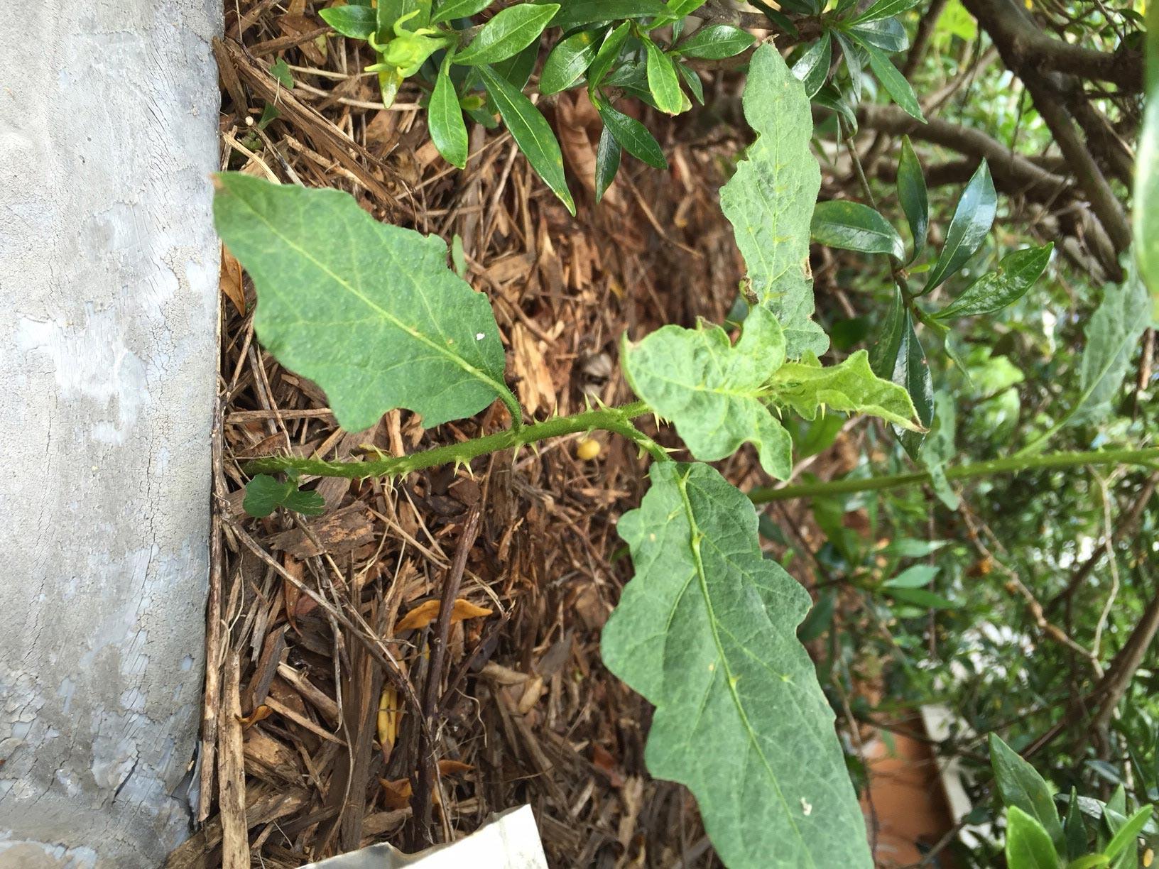 Weed or flower Number 1? | Walter Reeves: The Georgia Gardener