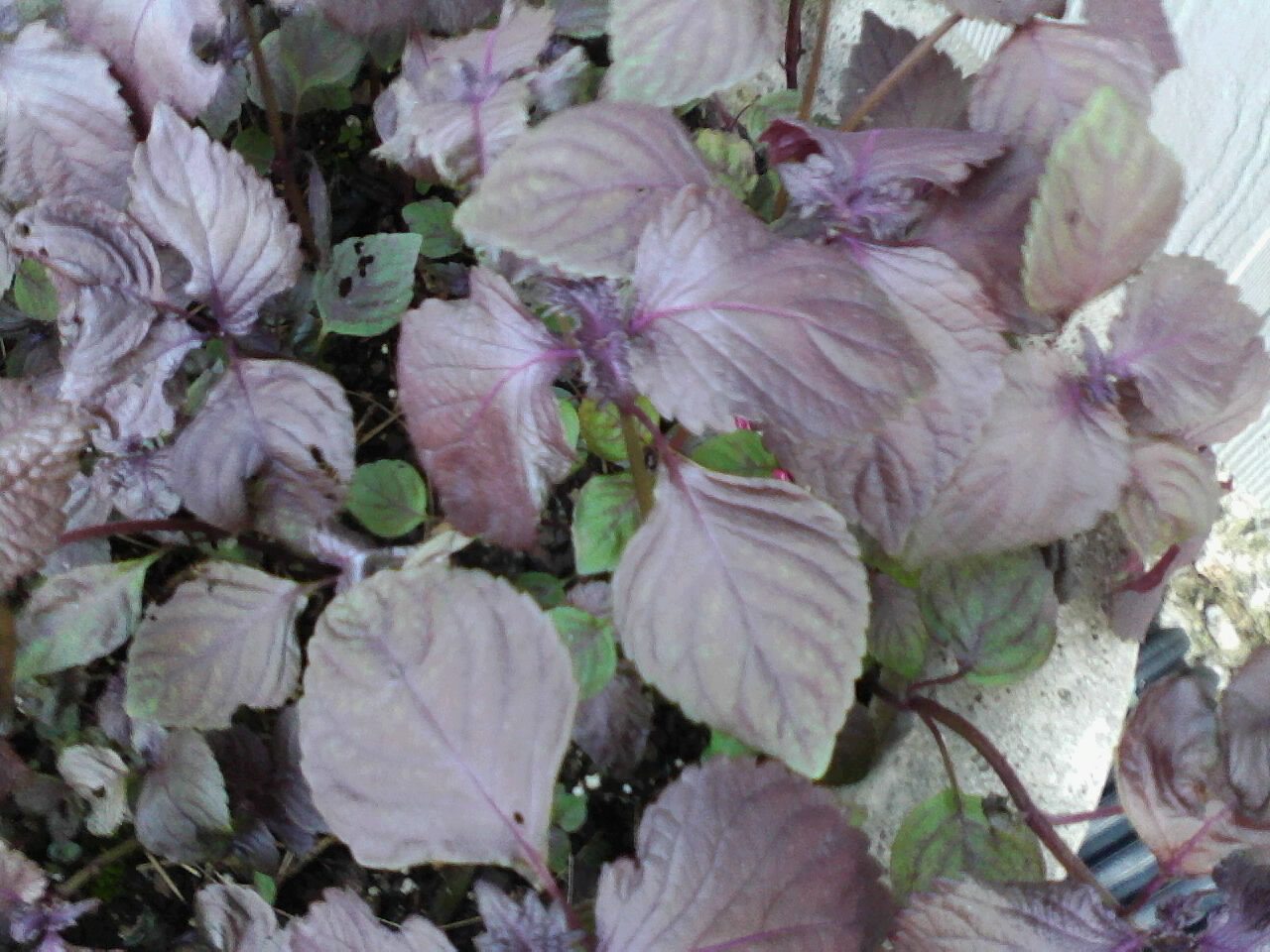 Weeds With Purple Leaves