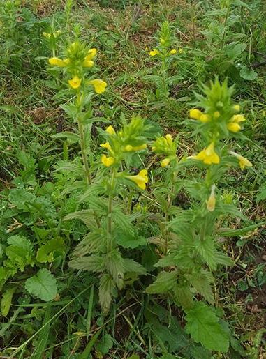 Yellow flowered weed w/serrated leaves? | Walter Reeves: The Georgia ...