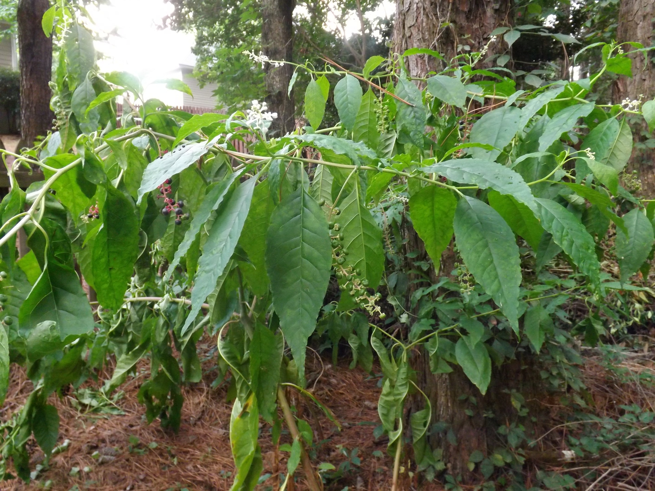 Large Quick Growing Weed | Walter Reeves: The Georgia Gardener