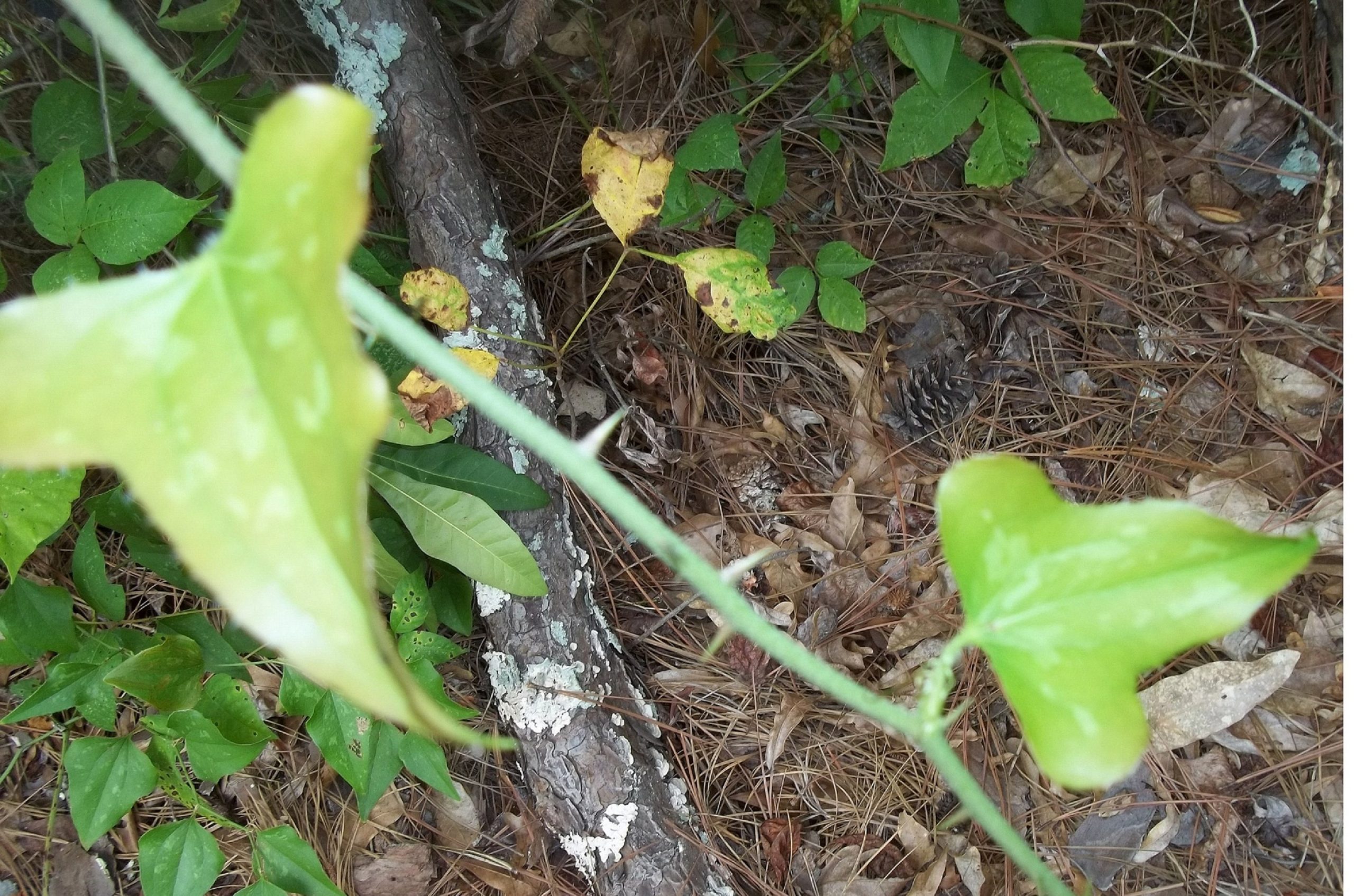 help, i am itching | Walter Reeves: The Georgia Gardener