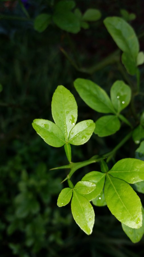 Trileaf citrus? | Walter Reeves: The Georgia Gardener