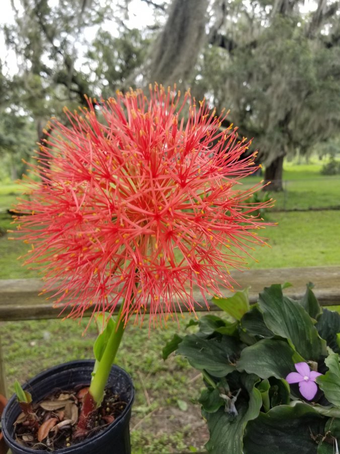 Red fuzzy-looking flower | Walter Reeves: The Georgia Gardener