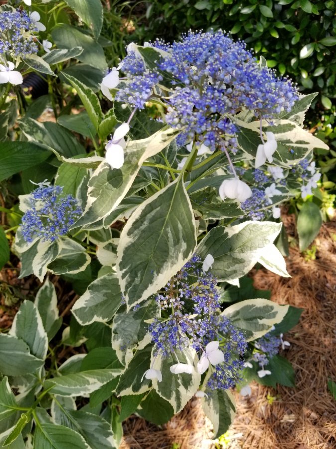 Variegated Hydrangea? | Walter Reeves: The Georgia Gardener