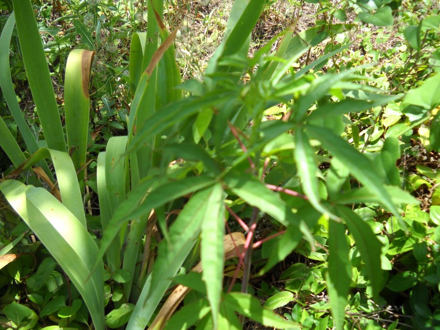 tall plant | Walter Reeves: The Georgia Gardener