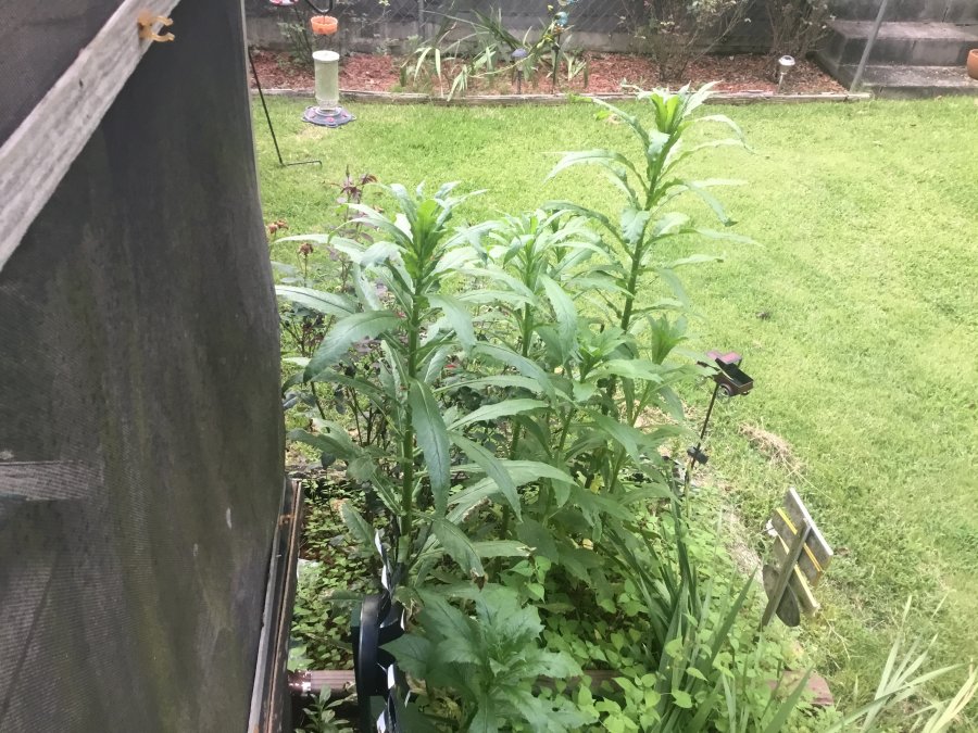 Tall Garden Weeds
