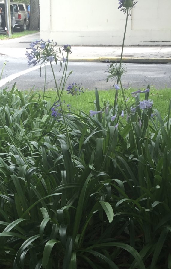 What are these? | Walter Reeves: The Georgia Gardener