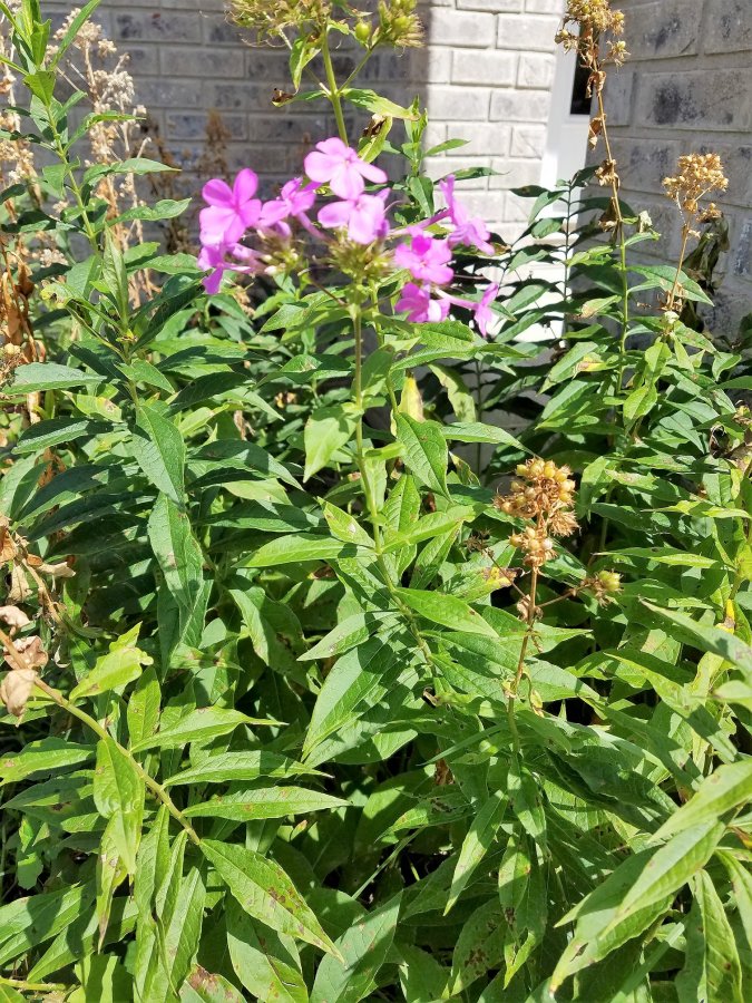 TJ’s Front Garden | Walter Reeves: The Georgia Gardener