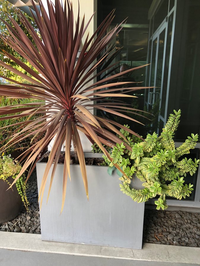 container plants | Walter Reeves: The Georgia Gardener