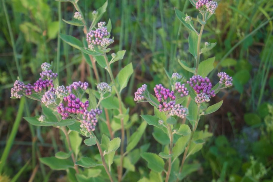 purple weed | Walter Reeves: The Georgia Gardener