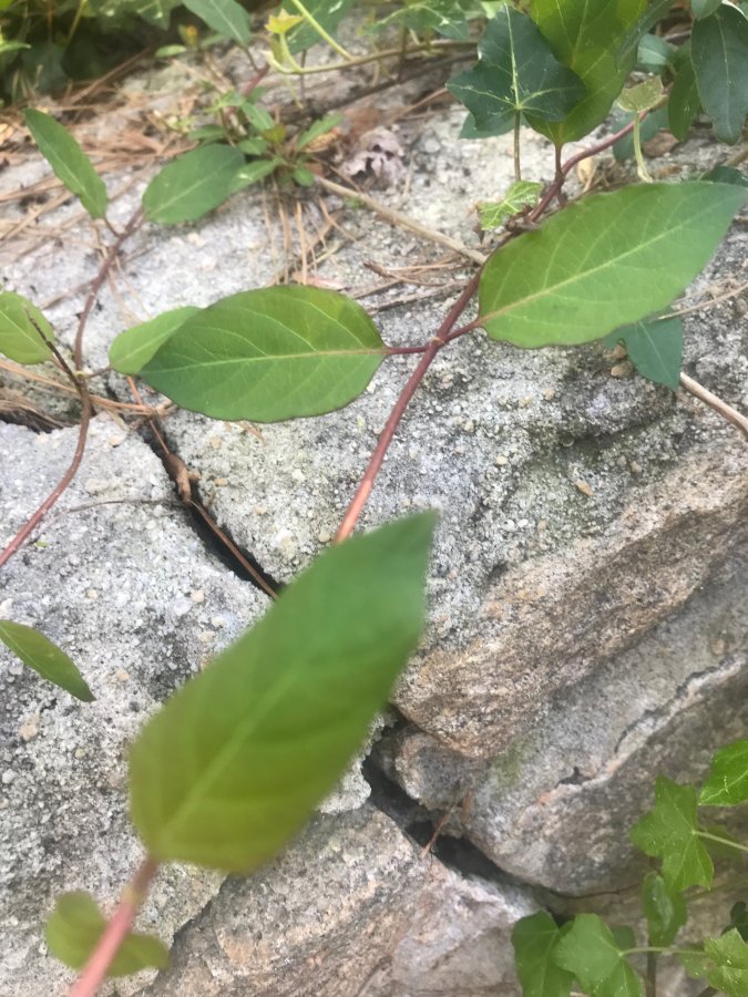 Invasive Vine | Walter Reeves: The Georgia Gardener