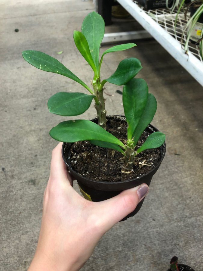 Tropical Plant | Walter Reeves: The Georgia Gardener