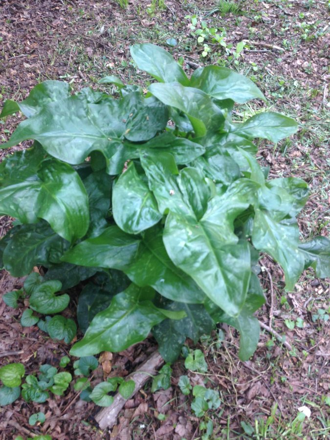 Shade loving curvy leafy plant | Walter Reeves: The Georgia Gardener
