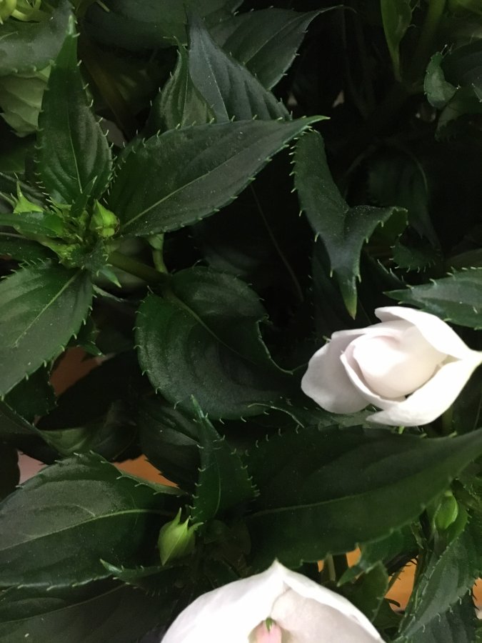 What is this plant | Walter Reeves: The Georgia Gardener