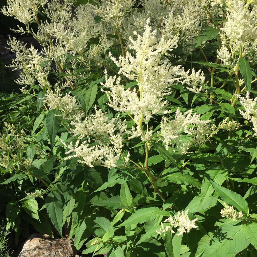 What is that plant | Walter Reeves: The Georgia Gardener