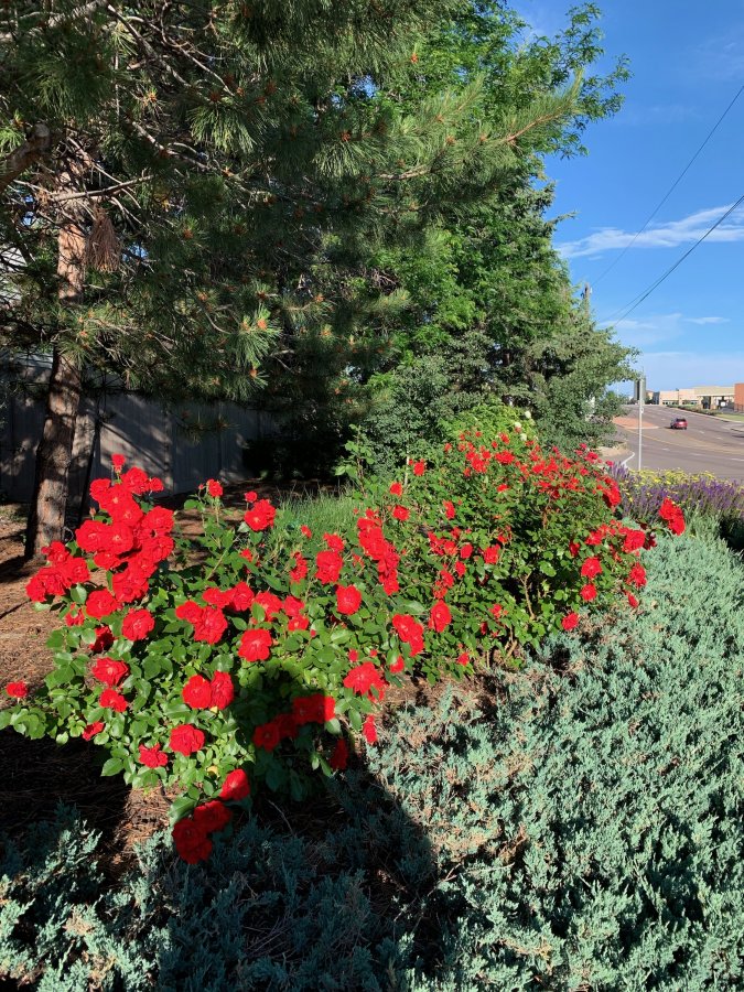 Red flowering bush | Walter Reeves: The Georgia Gardener