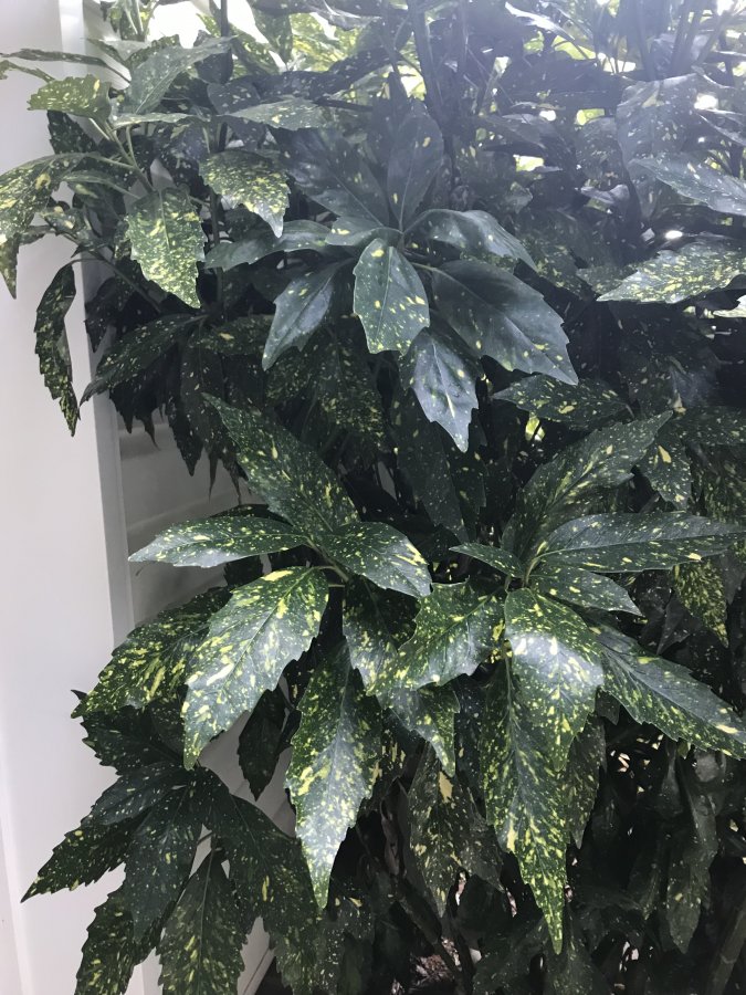 Sprite plant | Walter Reeves: The Georgia Gardener