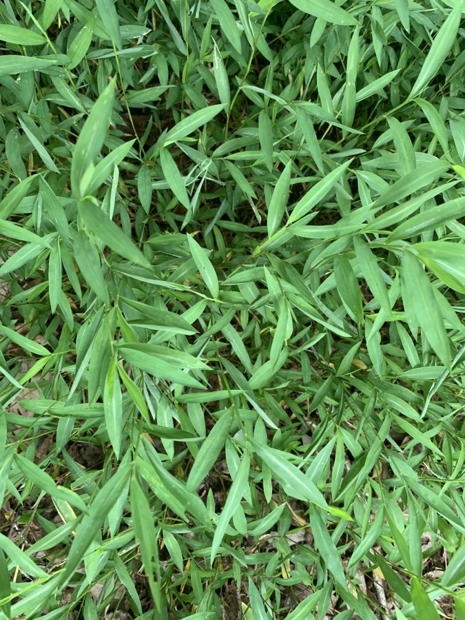 Fast Spreading Weed | Walter Reeves: The Georgia Gardener