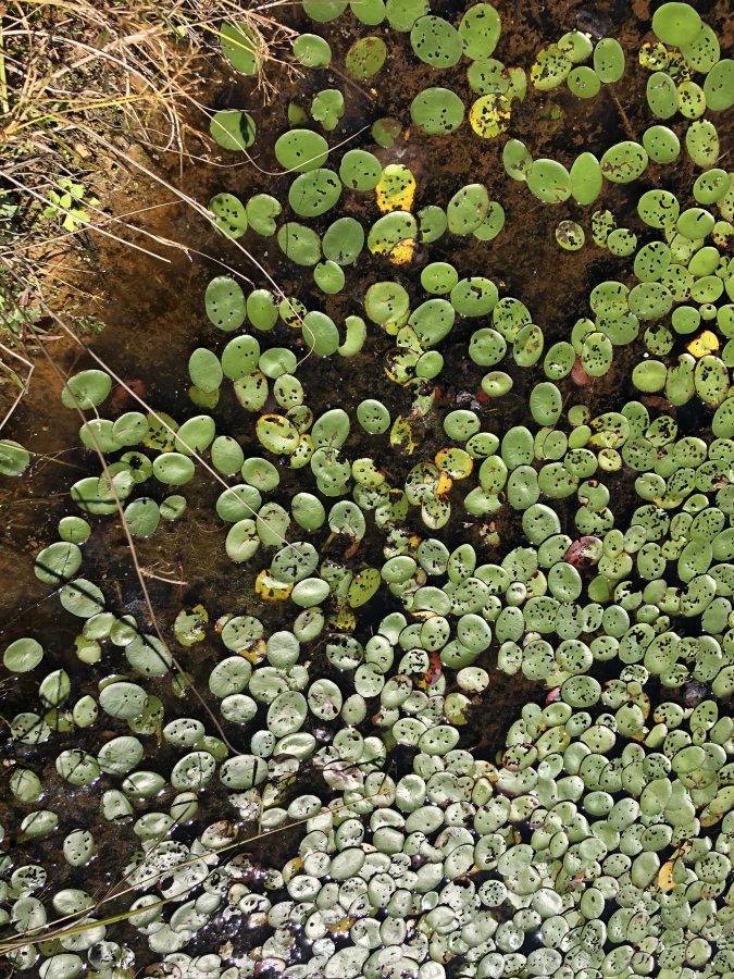 Water-Shield ((Brasenia schreberi) – Identified | Walter Reeves: The ...