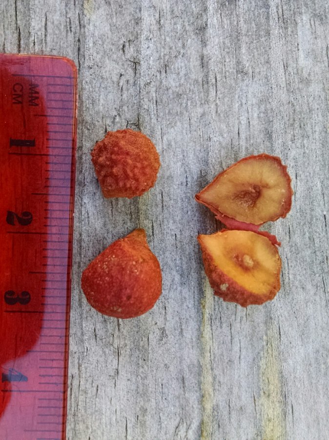 Small bumpy red seed pod | Walter Reeves: The Georgia Gardener