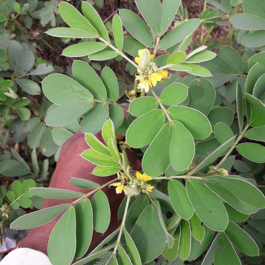 Senna uniflora – Identified | Walter Reeves: The Georgia Gardener