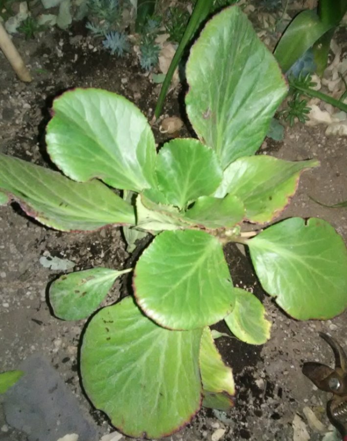 B. cordifolia – Identified | Walter Reeves: The Georgia Gardener