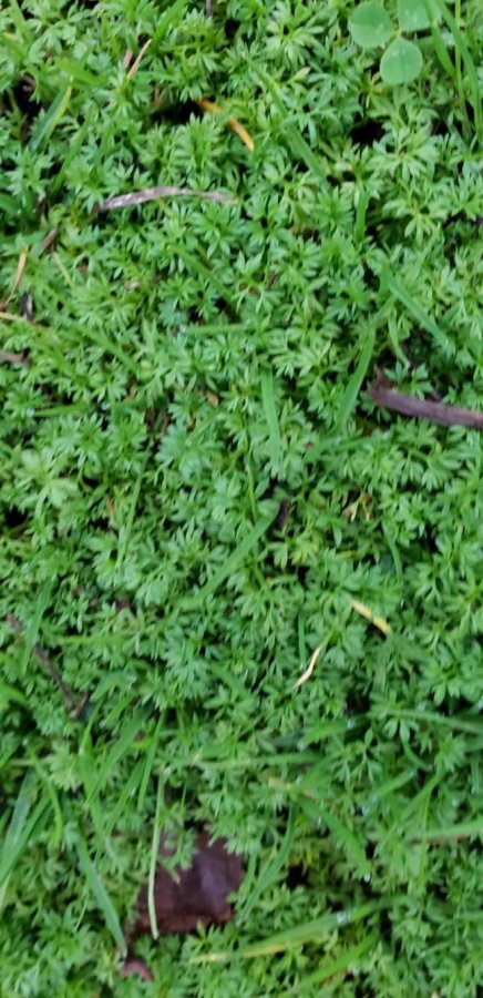 Prickly weed in my yard | Walter Reeves: The Georgia Gardener