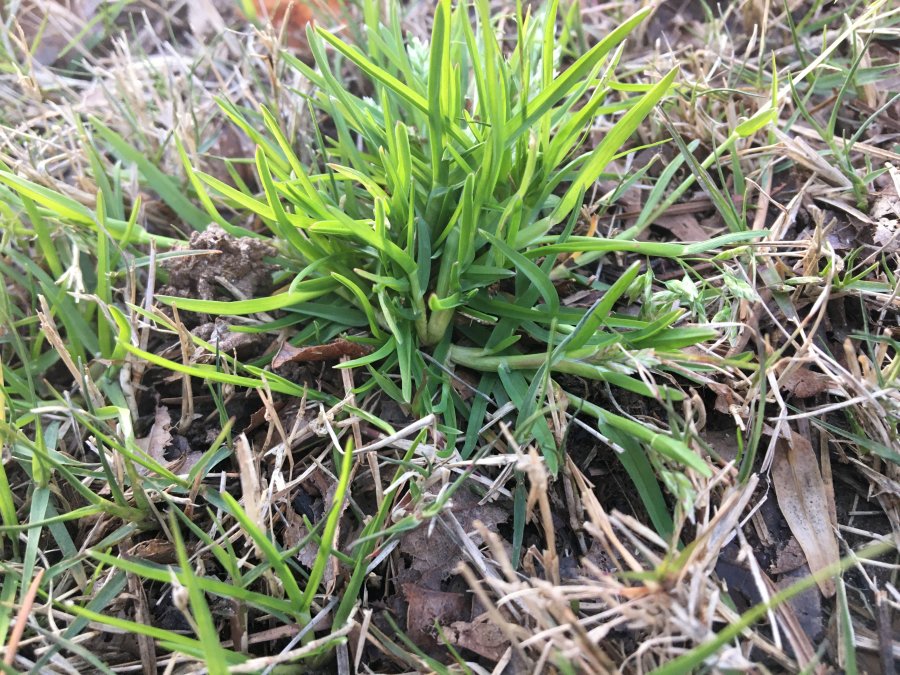 Winter weed in Bermuda lawn | Walter Reeves: The Georgia Gardener
