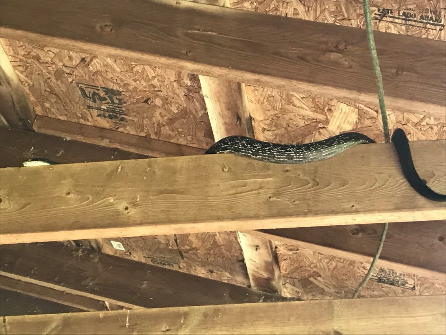 Barn Snake | Walter Reeves: The Georgia Gardener