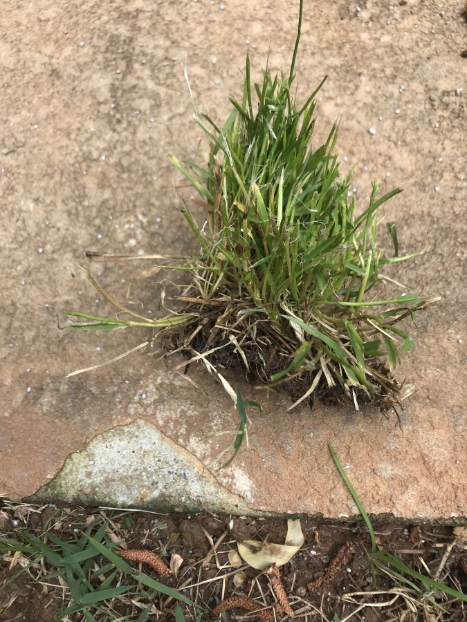 clump grassy weed | Walter Reeves: The Georgia Gardener