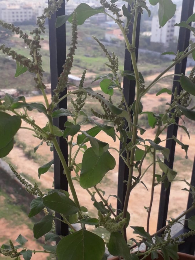 Which plant | Walter Reeves: The Georgia Gardener