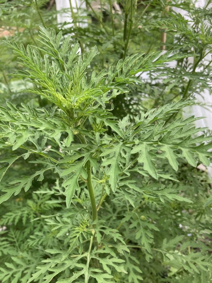 What plant is this? | Walter Reeves: The Georgia Gardener