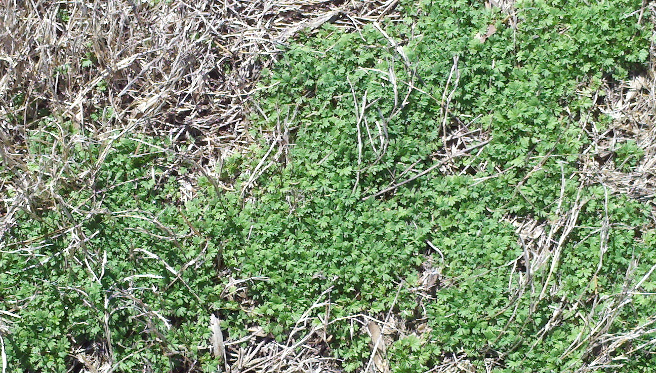 low growing green weed | Walter Reeves: The Georgia Gardener