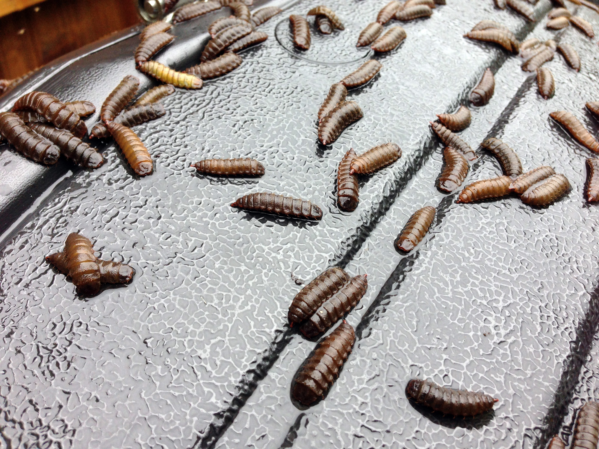 Mystery Slug/Larvae | Walter Reeves: The Georgia Gardener