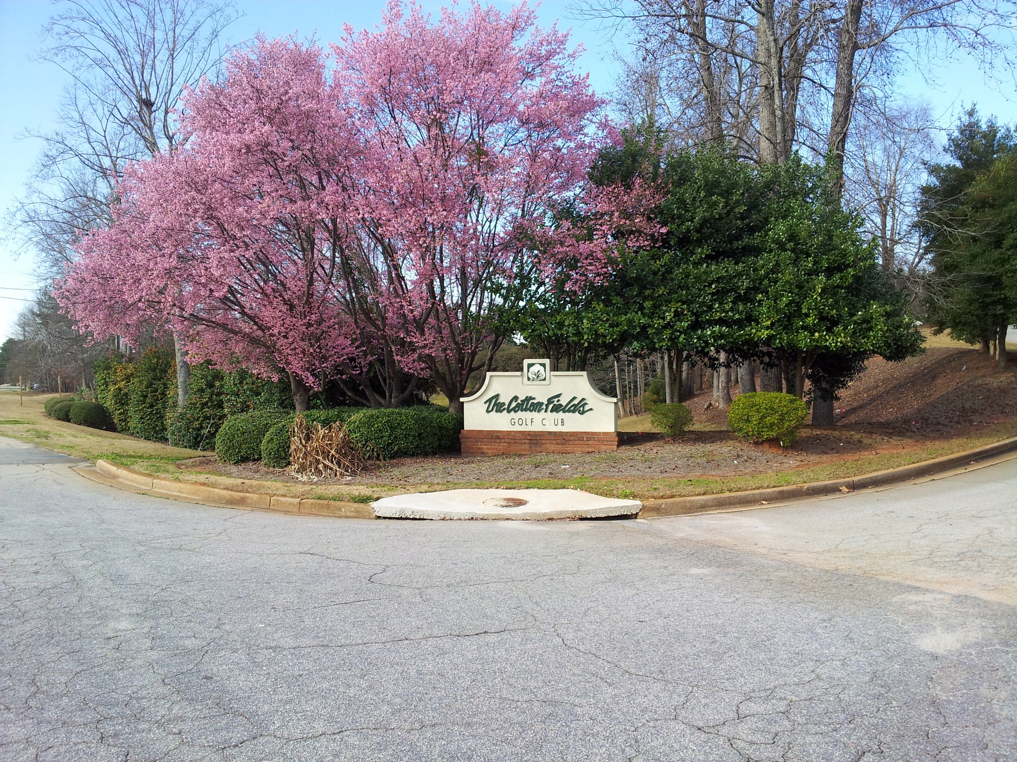 What is this pink blossomed tree? | Walter Reeves: The Georgia Gardener