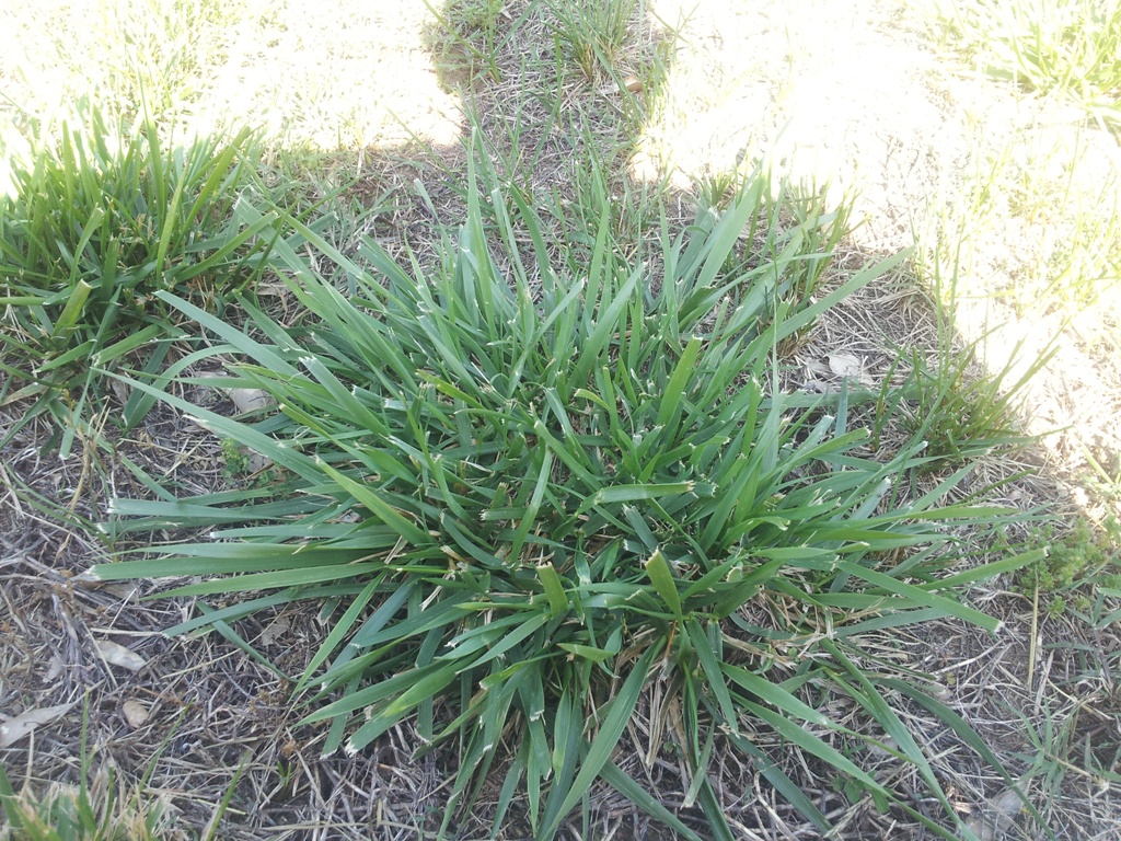 Weed in lawn | Walter Reeves: The Georgia Gardener