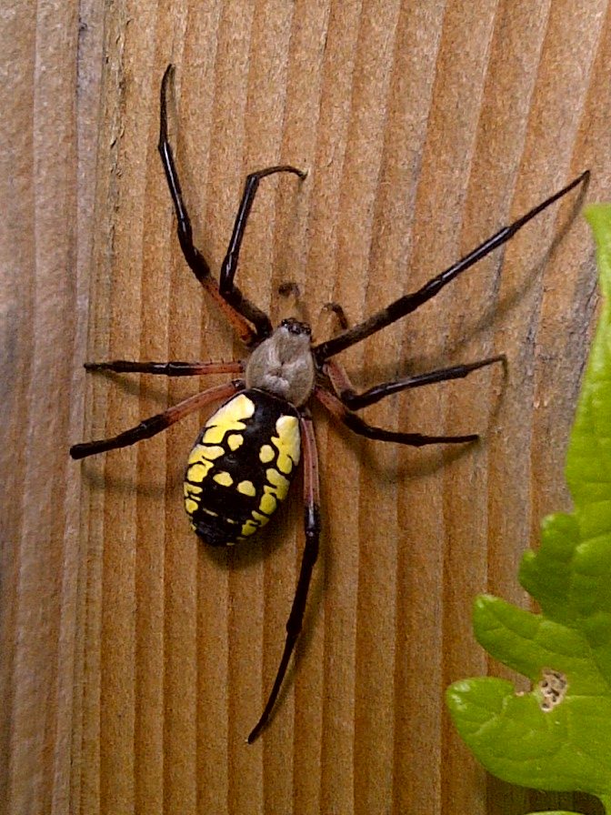 Huge spider Toronto Canada | Walter Reeves: The Georgia Gardener