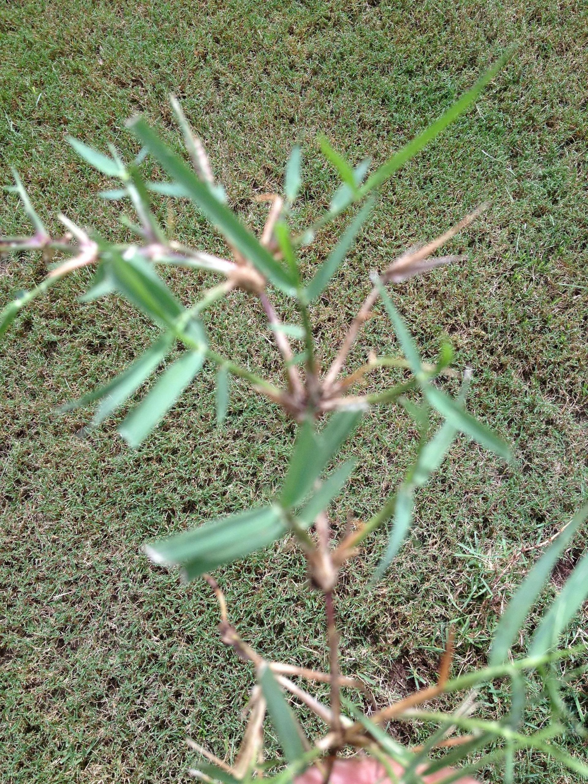 Bermuda Wire Grass?? | Walter Reeves: The Georgia Gardener