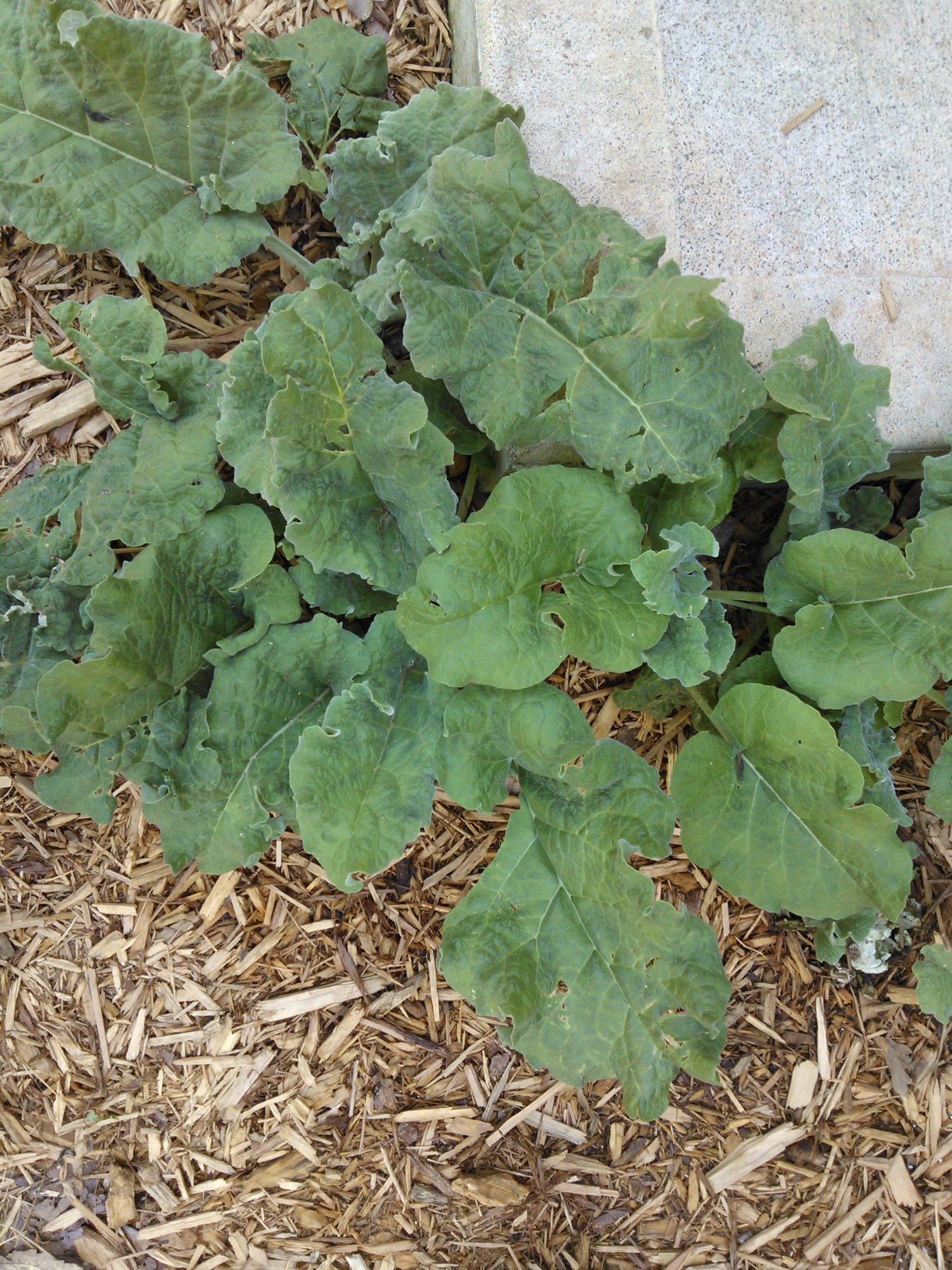 VERY prolific weed | Walter Reeves: The Georgia Gardener