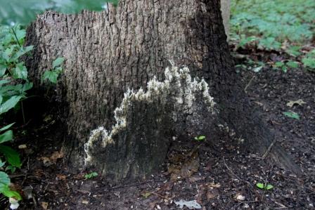 Tree Bark Fungus | Walter Reeves: The Georgia Gardener